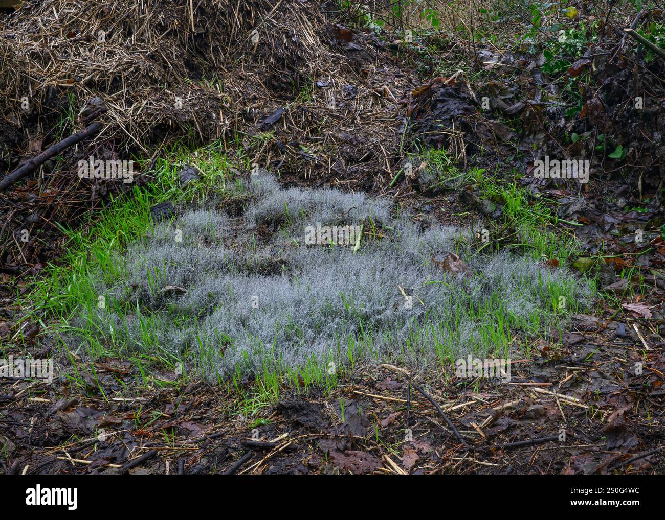 Pin Mould species (Mucorales) growing on a dung heap, covered in rain ...