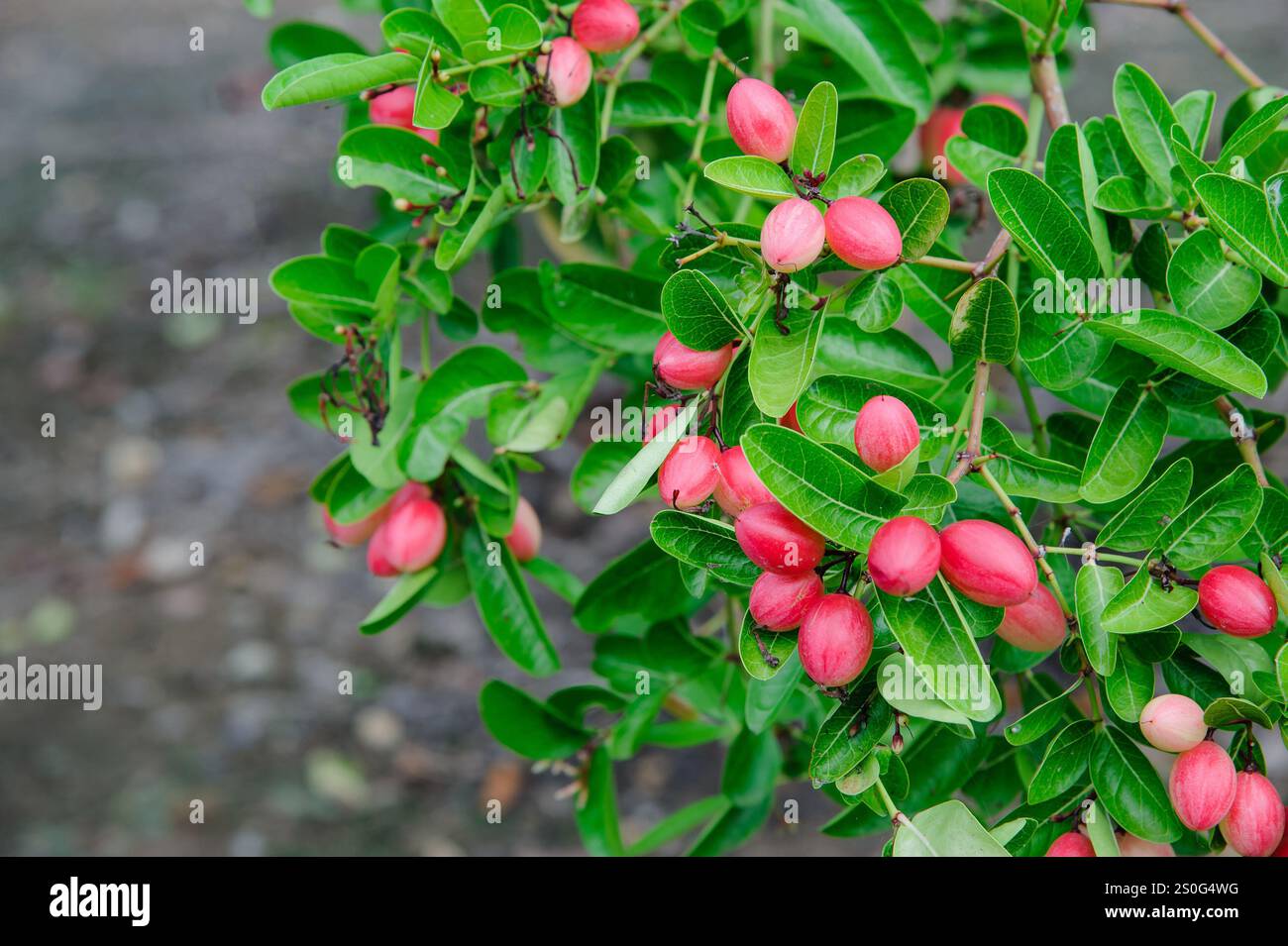 The image shows a close-up of a branch of a Carissa carandas or Bengal ...