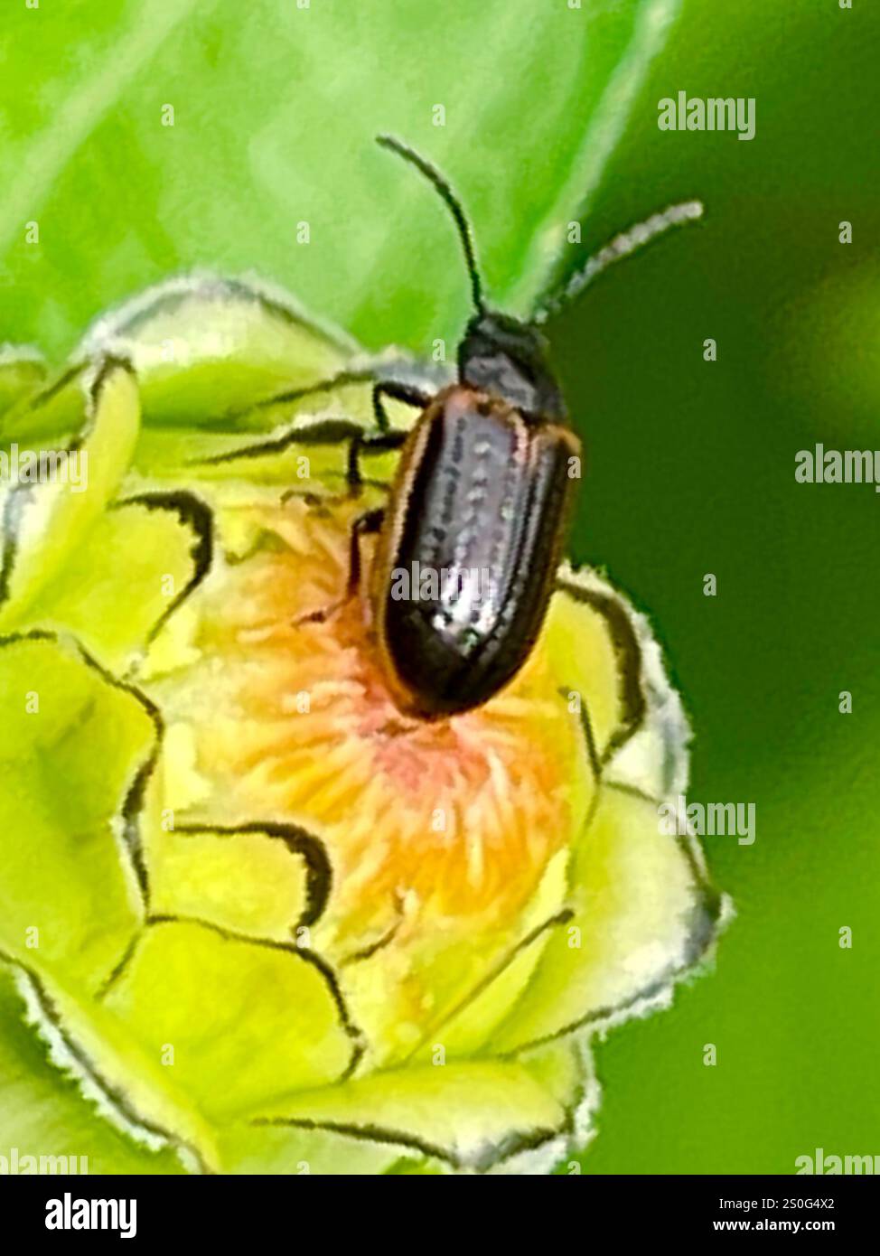 Yellow-margined Leaf Beetle (Microtheca ochroloma Stock Photo - Alamy