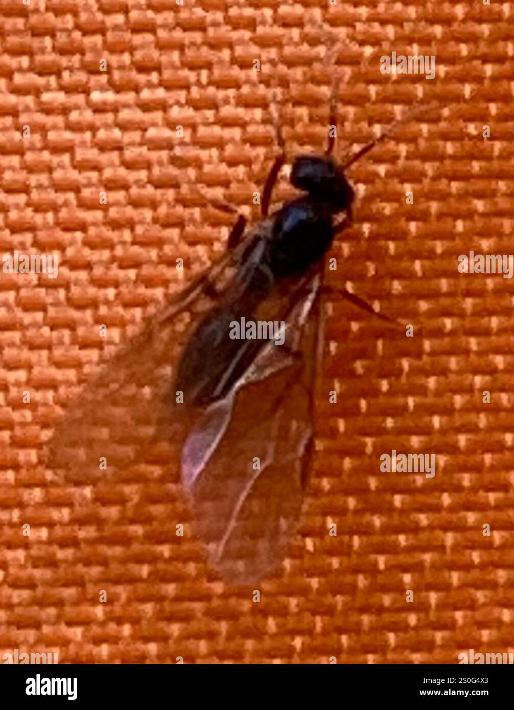 Citronella Ants, Fuzzy Ants, and Allies (Lasius Stock Photo - Alamy