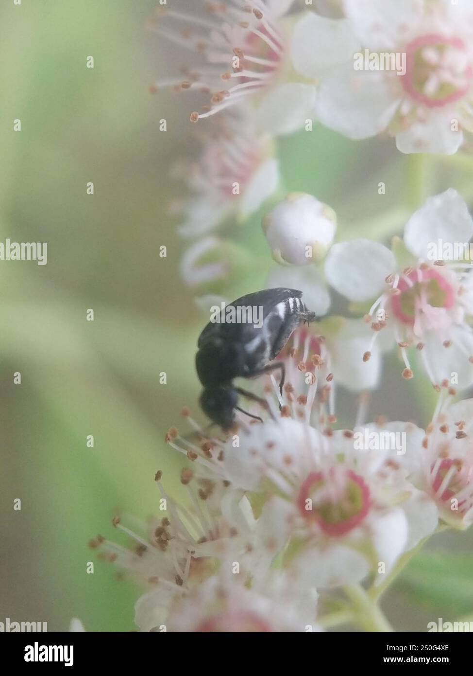 Tumbling Ragdoll (Mordella marginata Stock Photo - Alamy