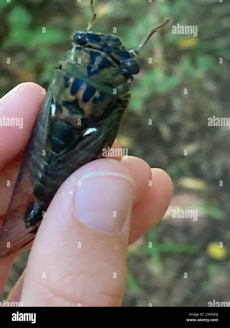 Scissor Grinder (Neotibicen pruinosus Stock Photo - Alamy