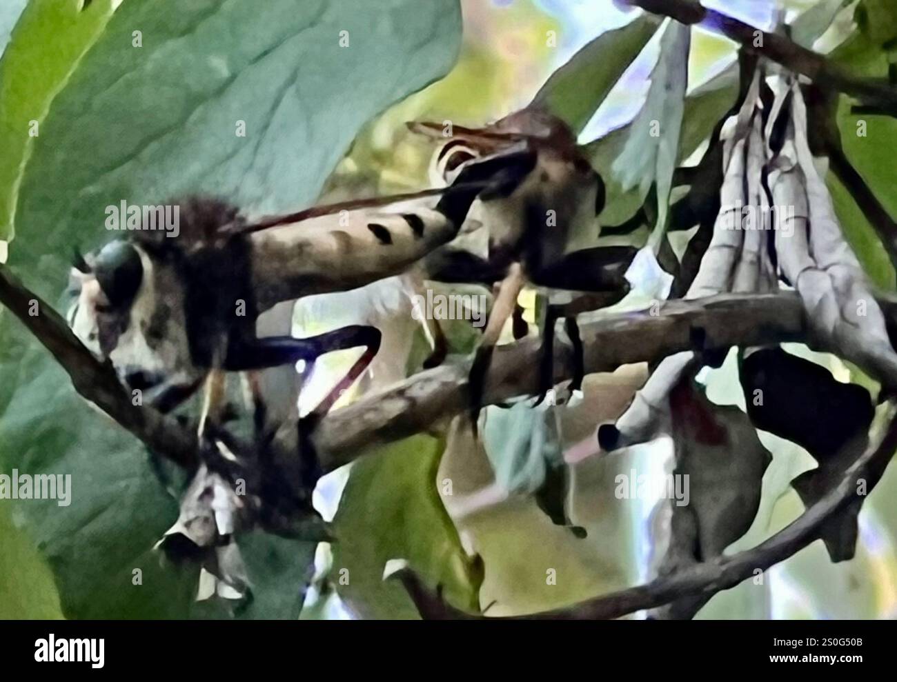Red-footed Cannibal Fly (Promachus rufipes Stock Photo - Alamy