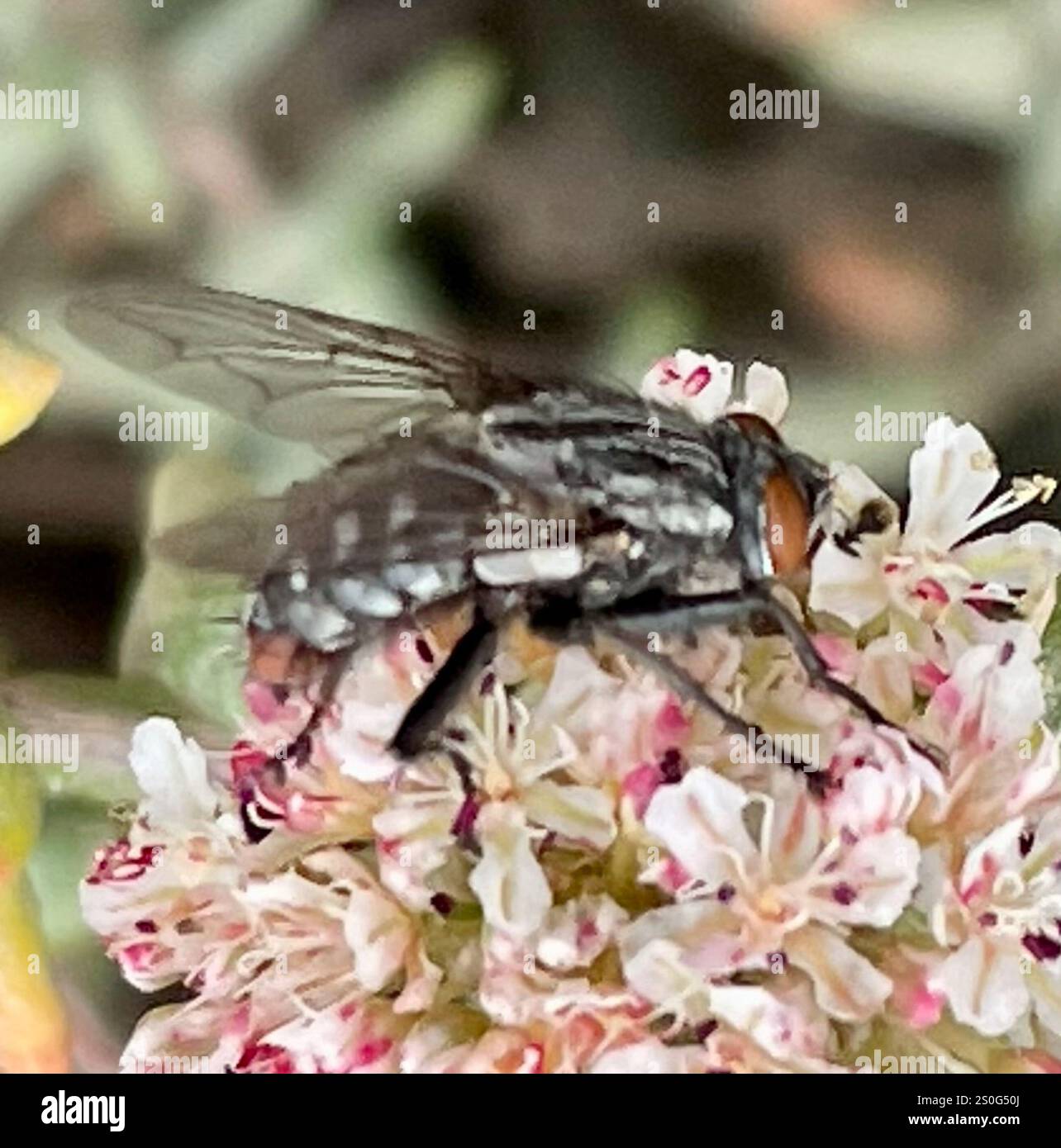 Common Flesh Flies (Sarcophaga Stock Photo - Alamy