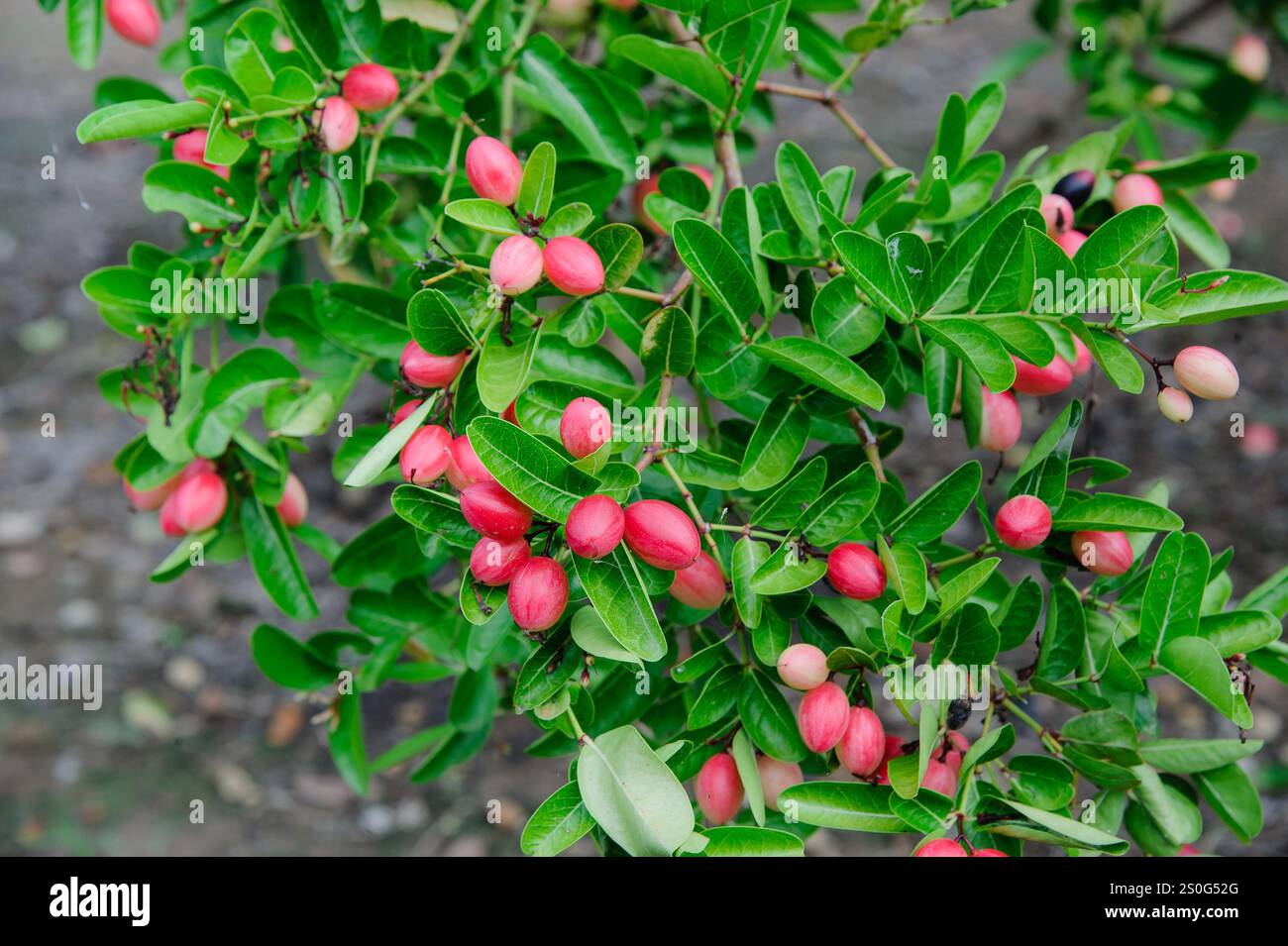 The image shows a close-up of a branch of a Carissa carandas or Bengal ...