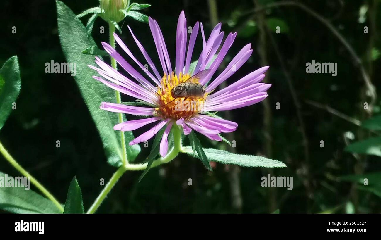 Common Flesh Flies (Sarcophaga Stock Photo - Alamy