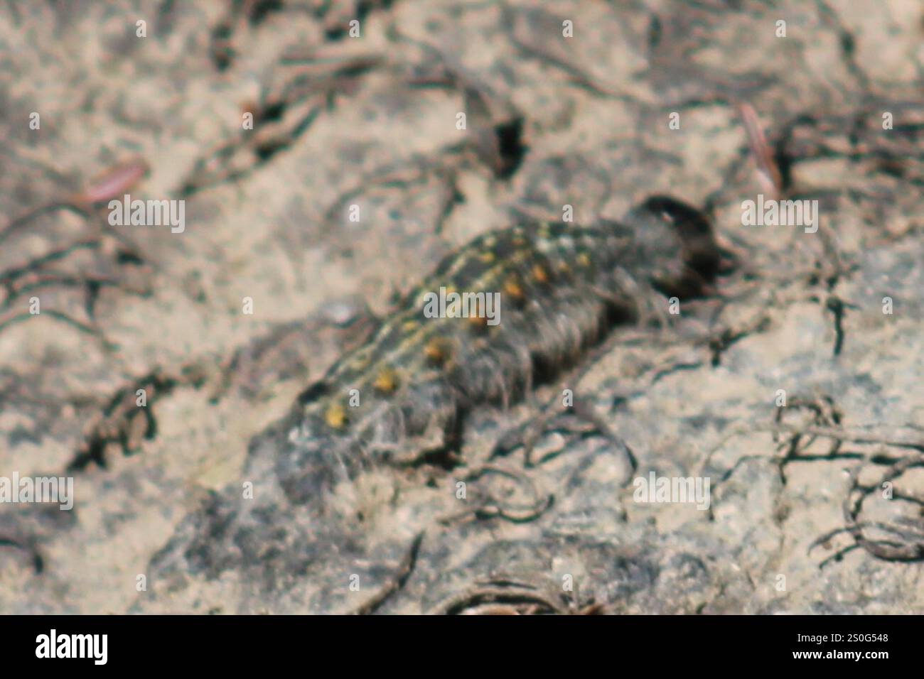 Greater Oak Dagger (Acronicta lobeliae Stock Photo - Alamy