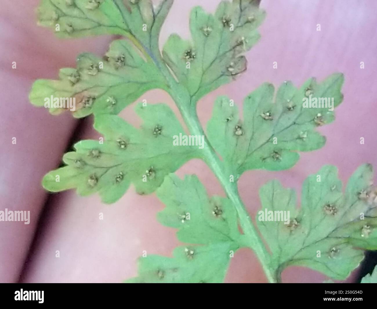 fragile ferns (Cystopteris Stock Photo - Alamy