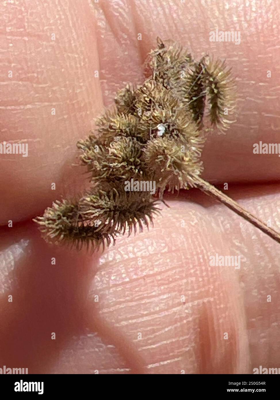 common hedge parsley (Torilis arvensis Stock Photo - Alamy