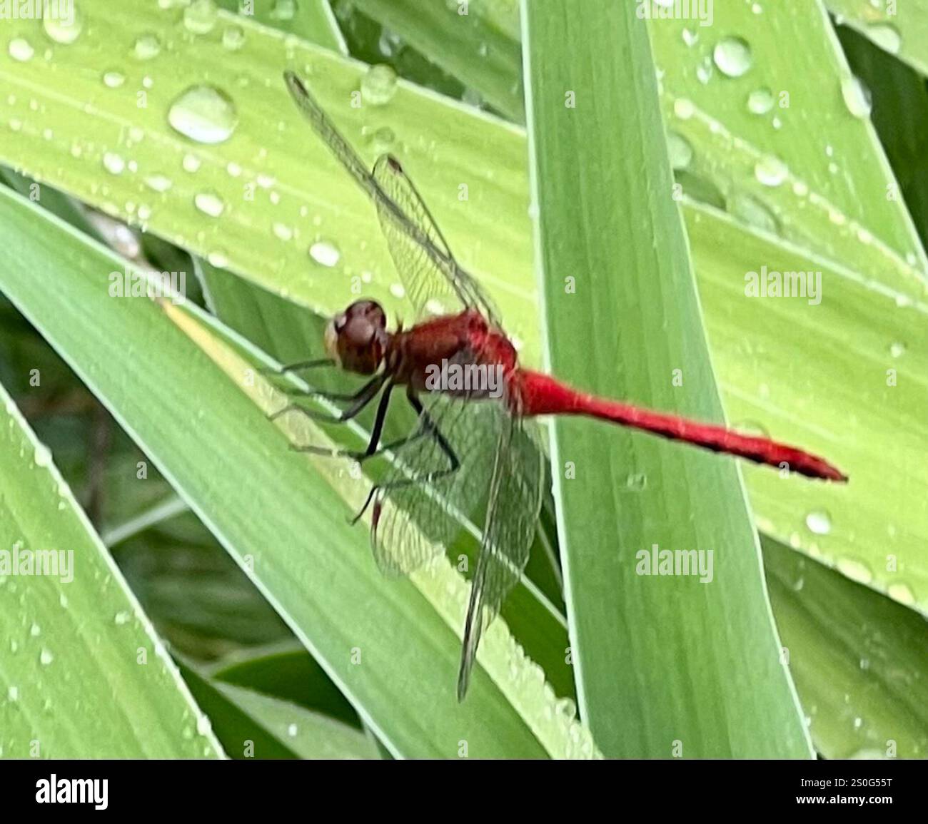 Cherry-faced Meadowhawk (Sympetrum internum Stock Photo - Alamy
