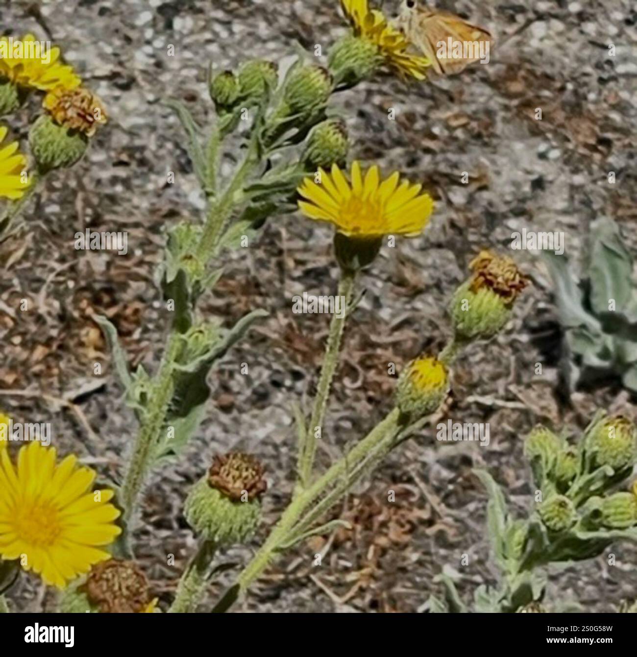 Telegraphweed (Heterotheca grandiflora Stock Photo - Alamy