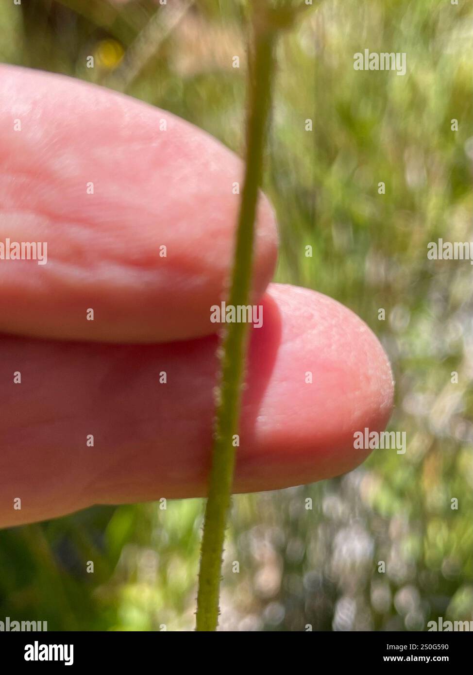 western false asphodel (Triantha occidentalis Stock Photo - Alamy