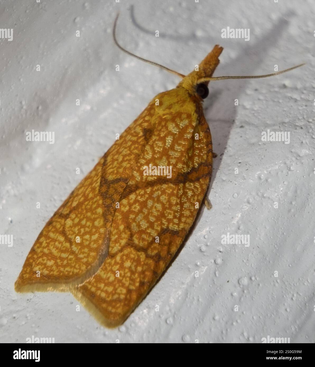 Reticulated Fruitworm Moth (Cenopis reticulatana Stock Photo - Alamy