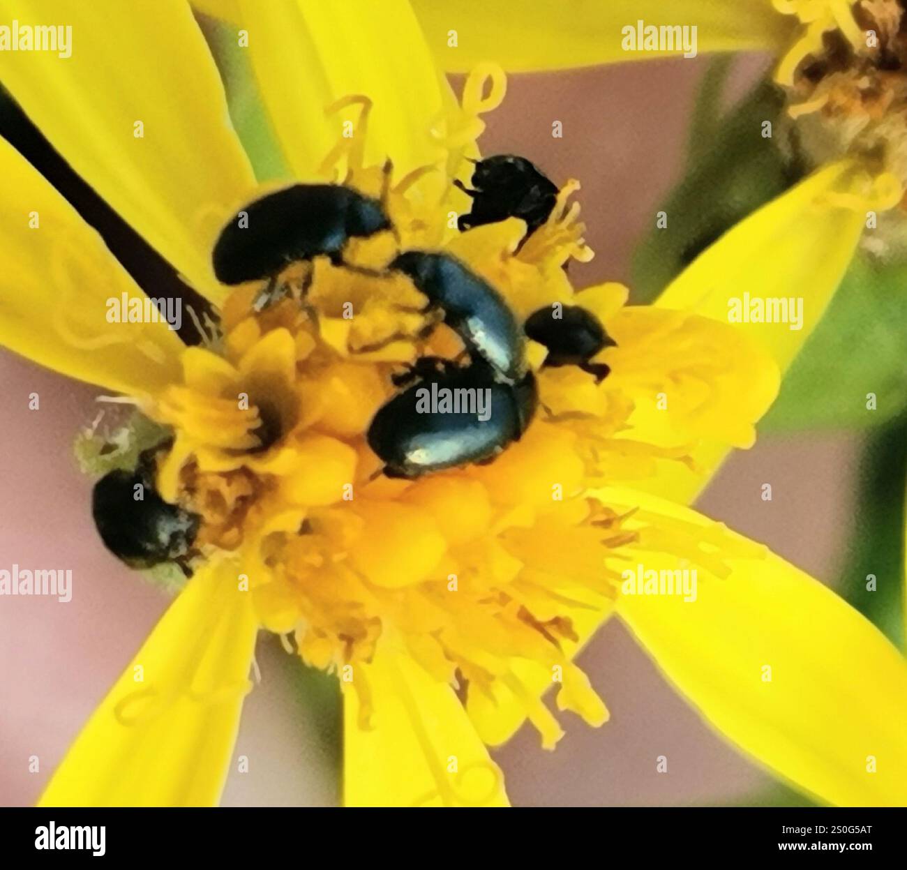 Common Pollen Beetle (Brassicogethes aeneus Stock Photo - Alamy