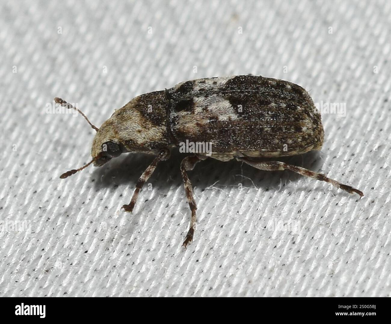 Rustic Fungus Weevil (Euparius paganus Stock Photo - Alamy