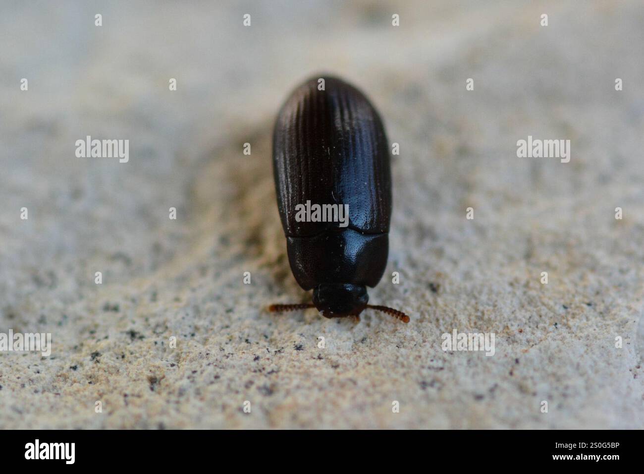 Lesser Mealworm (Alphitobius diaperinus Stock Photo - Alamy