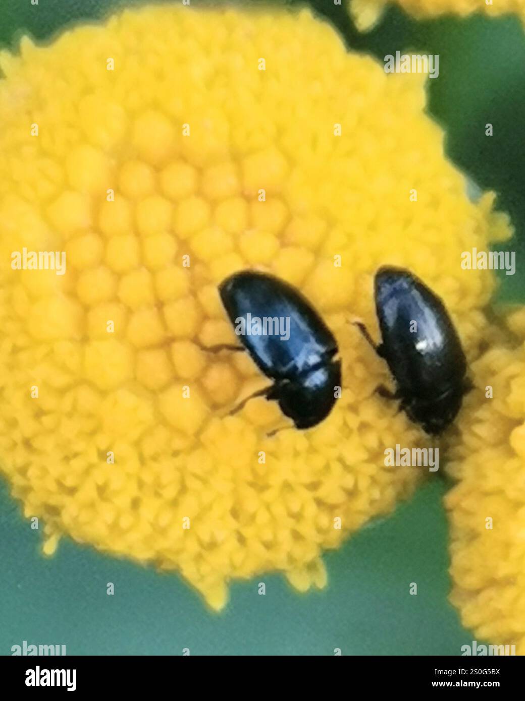 Pollen Beetles (Meligethinae Stock Photo - Alamy