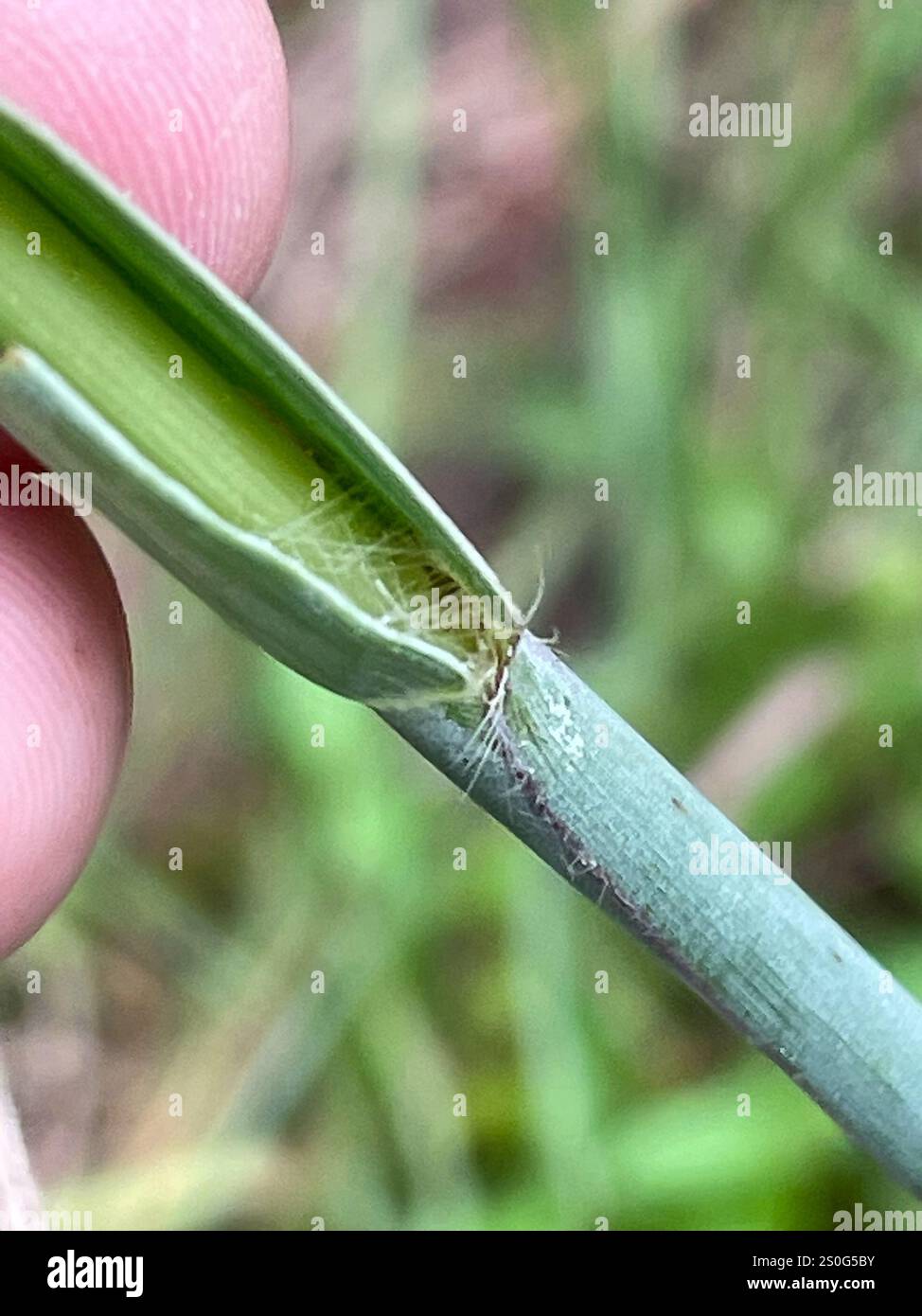 Florida paspalum (Paspalum floridanum Stock Photo - Alamy
