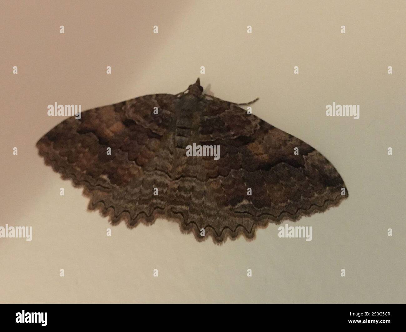 Tissue Moth (Triphosa haesitata Stock Photo - Alamy