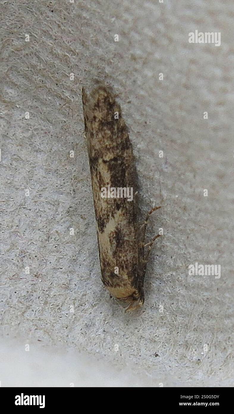 Dingy Dowd (Blastobasis adustella Stock Photo - Alamy