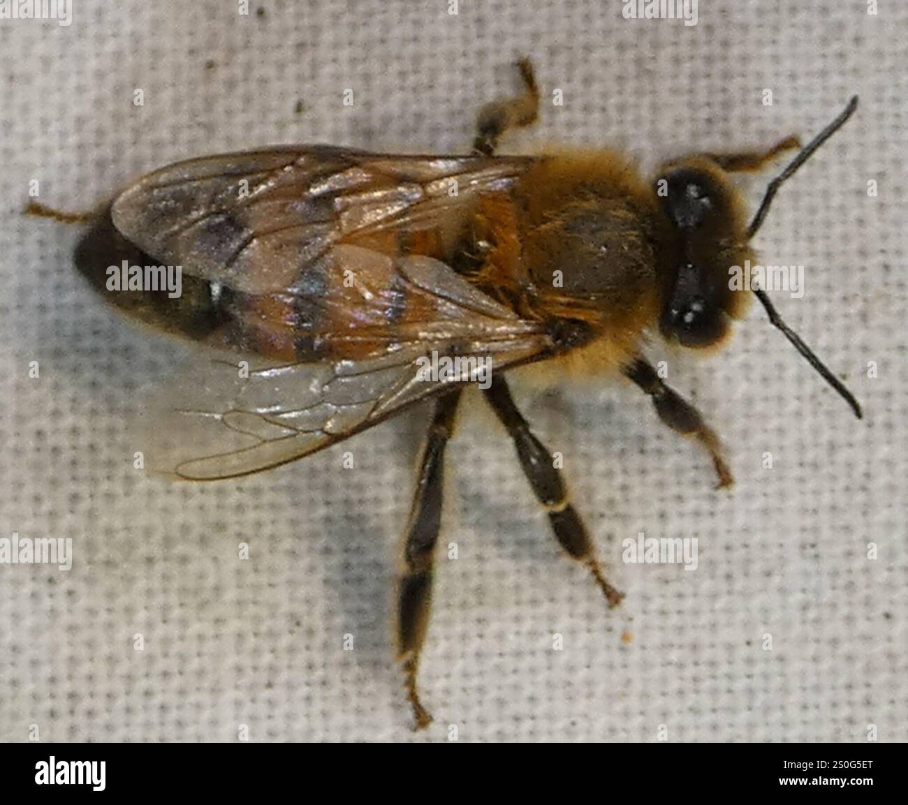 Western Honey Bee (Apis mellifera Stock Photo - Alamy