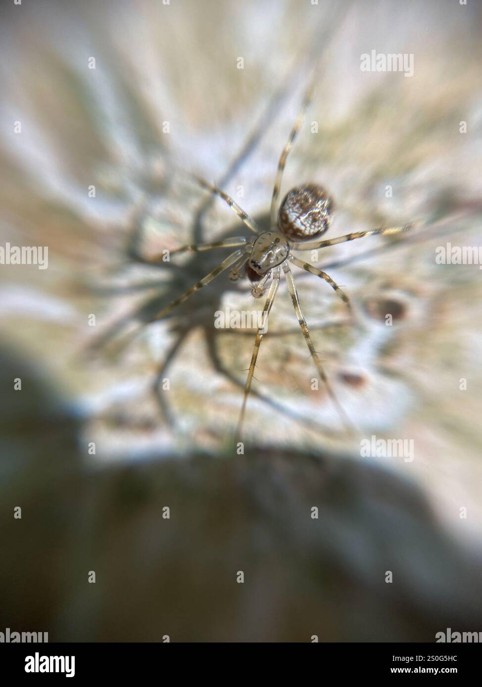 Invisible Spider (Drapetisca socialis Stock Photo - Alamy