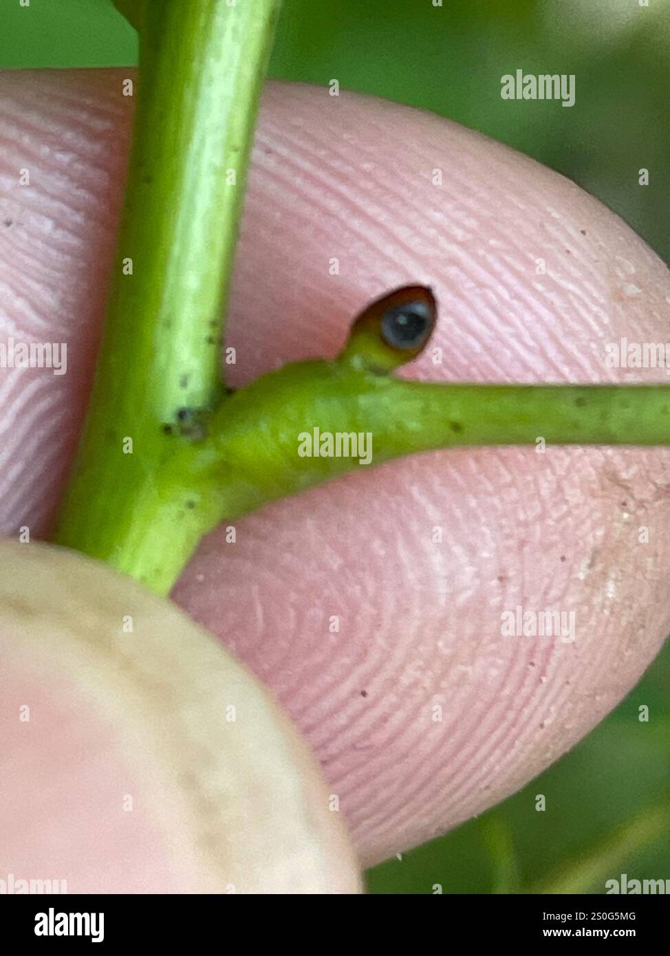 American senna (Senna hebecarpa Stock Photo - Alamy