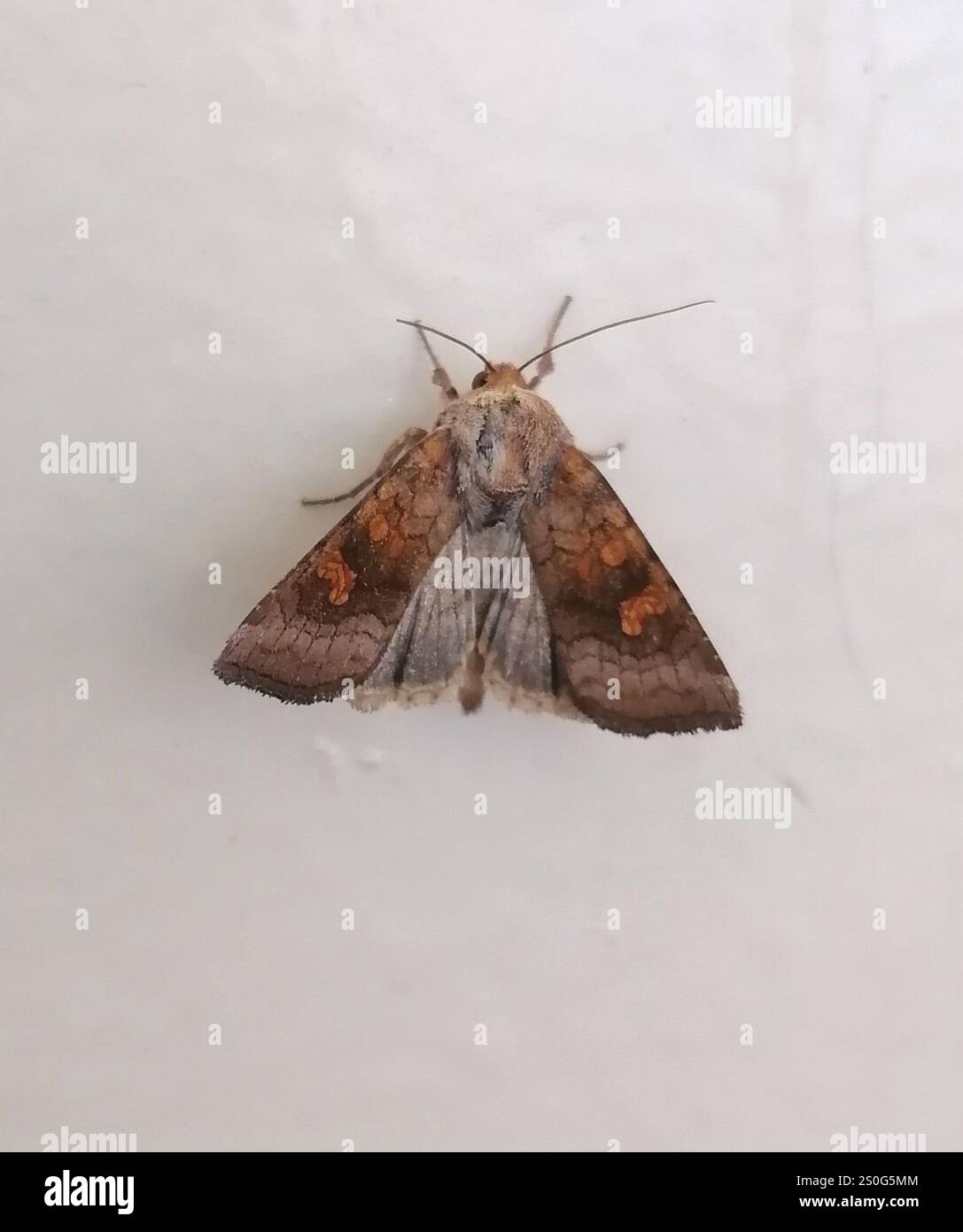 Ear Moths (Amphipoea Stock Photo - Alamy