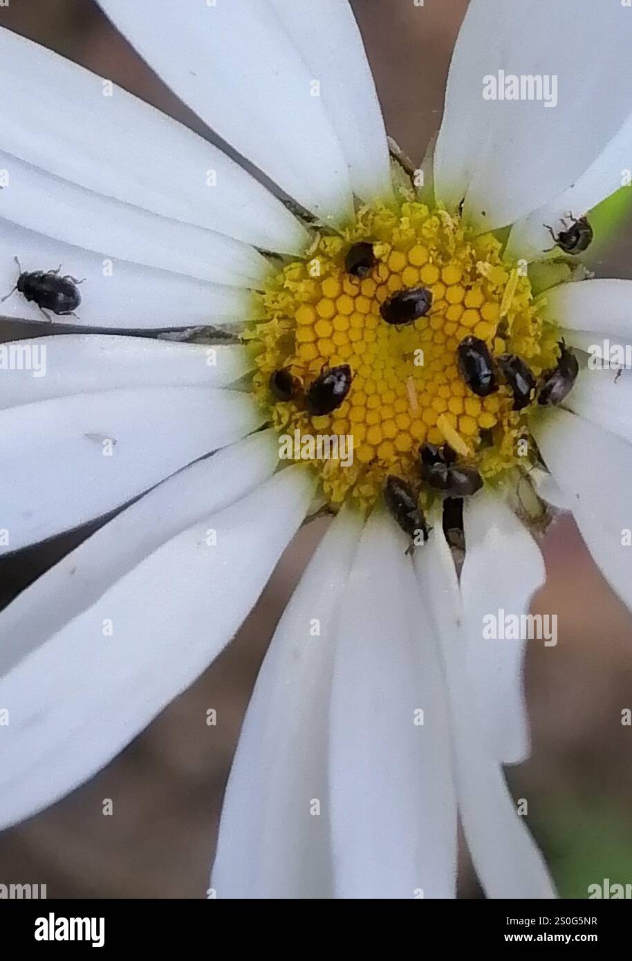 Common Pollen Beetle (Brassicogethes aeneus Stock Photo - Alamy