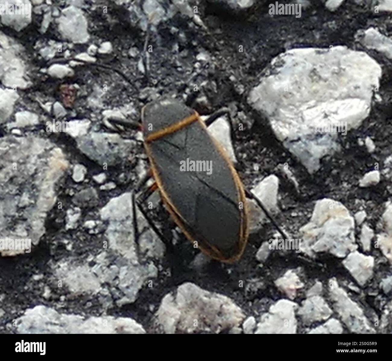 Eastern Bordered Plant Bug (Largus succinctus Stock Photo - Alamy