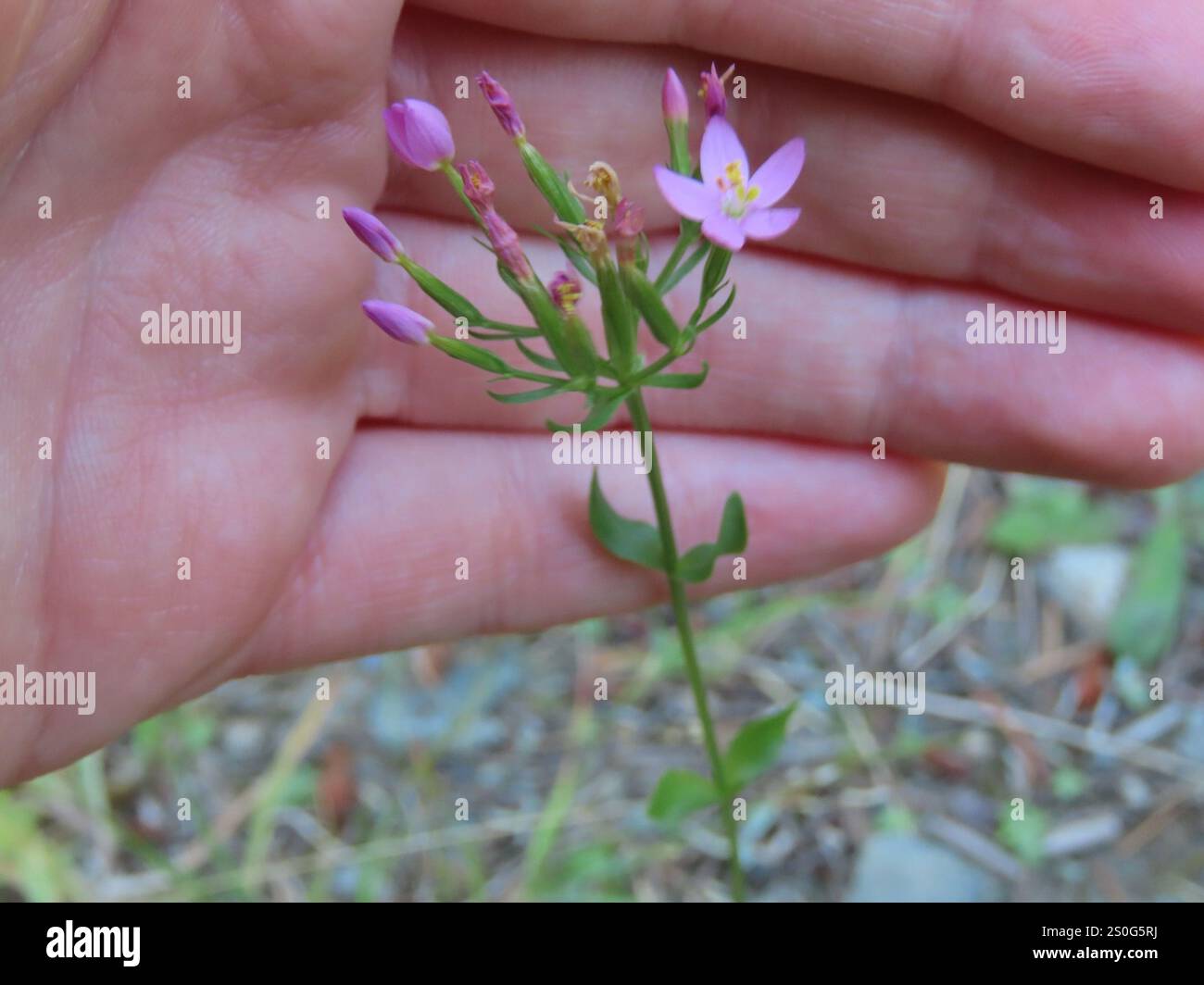 Common centaury (Centaurium erythraea Stock Photo - Alamy