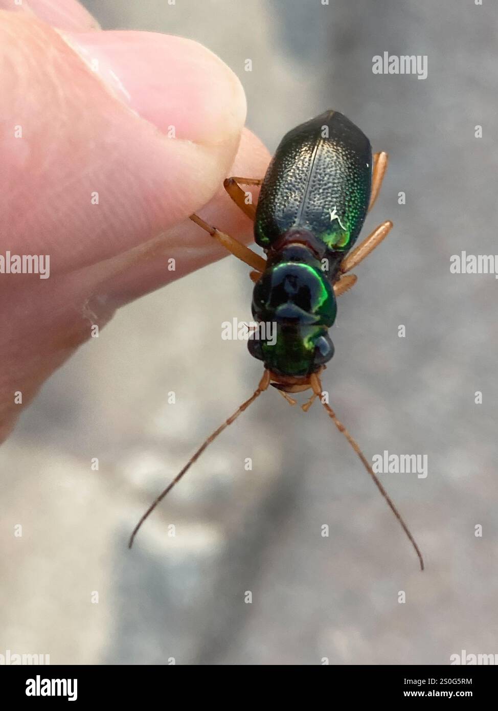 Tetracha virginica hi-res stock photography and images - Alamy