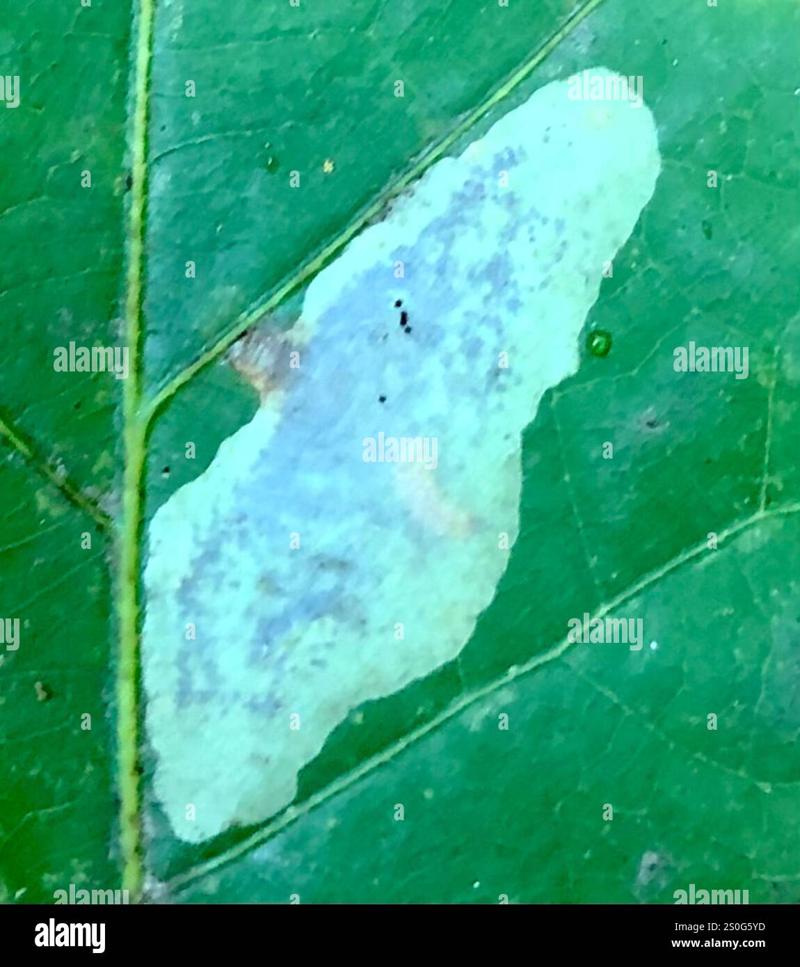 Solitary Oak Leafminer Moth (Cameraria hamadryadella Stock Photo - Alamy