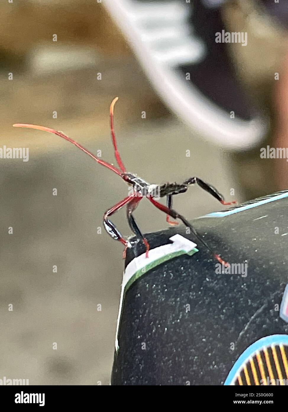 Florida Leaf-footed Bug (Acanthocephala femorata Stock Photo - Alamy