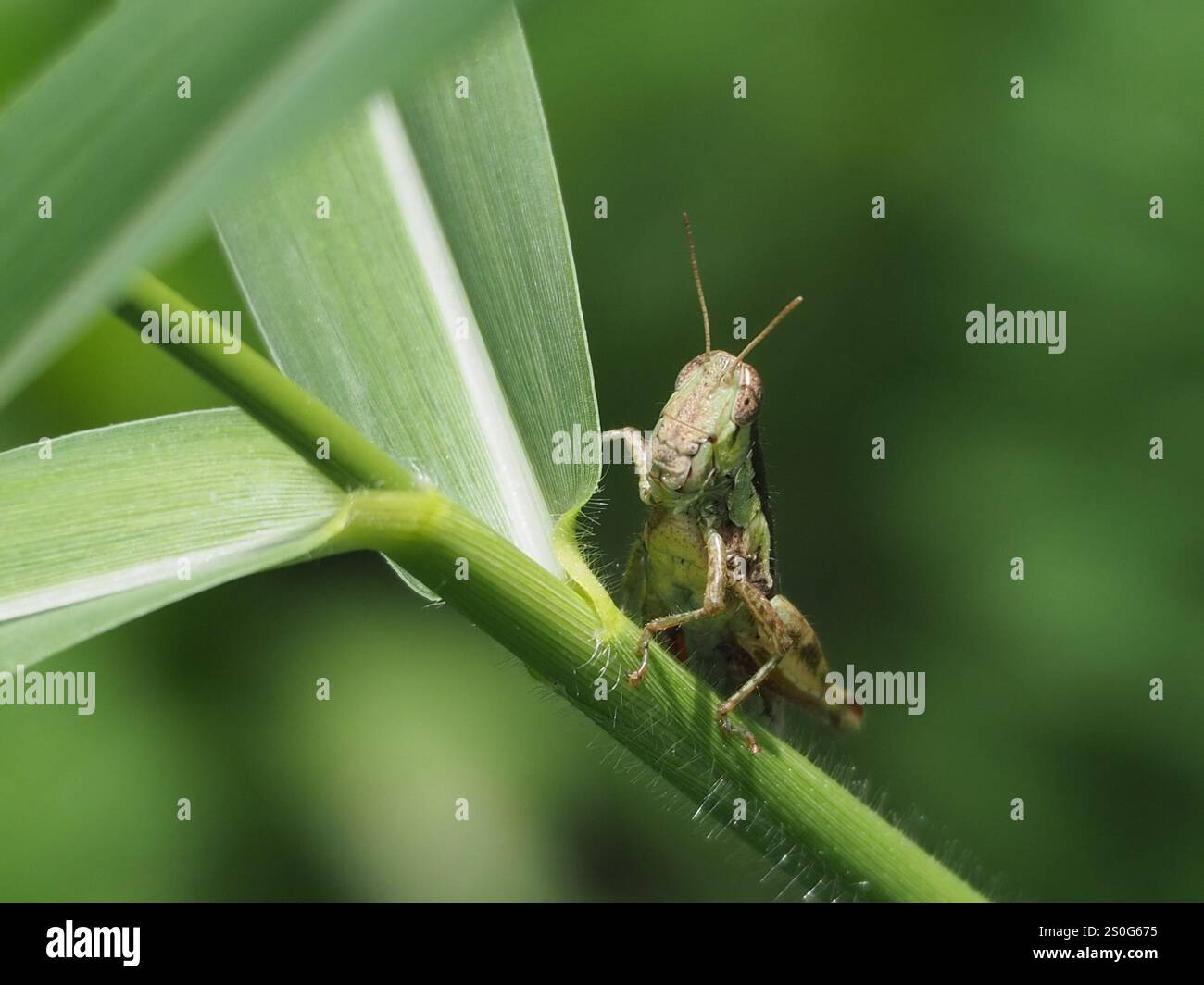 Short-winged Rice Grasshopper (Pseudoxya diminuta Stock Photo - Alamy