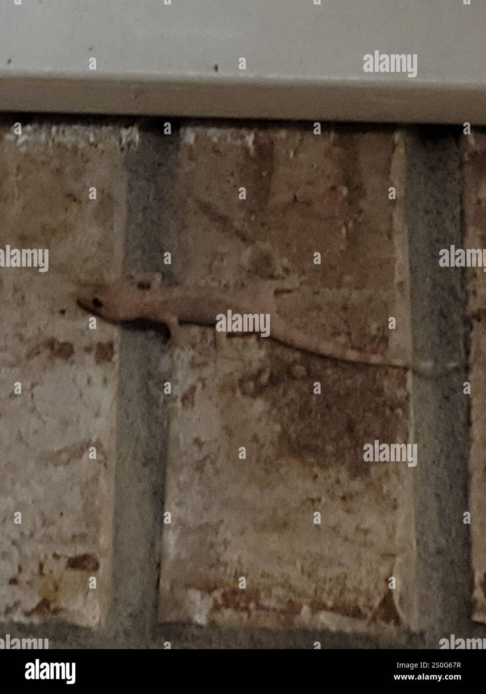 Mediterranean House Gecko (Hemidactylus turcicus Stock Photo - Alamy