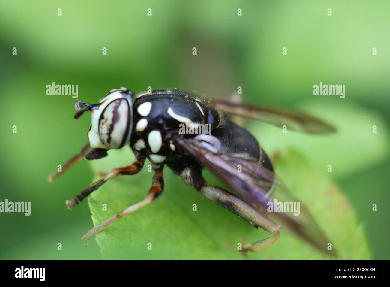 Bald-faced Hornet Fly (Spilomyia fusca Stock Photo - Alamy