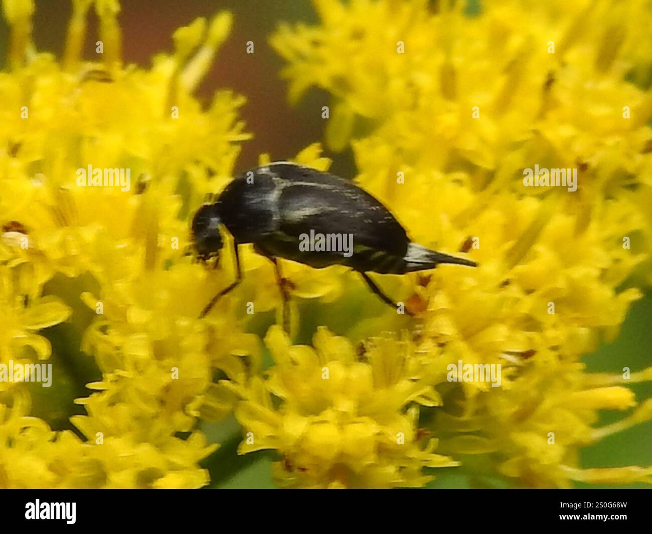 Tumbling Ragdoll (Mordella marginata Stock Photo - Alamy