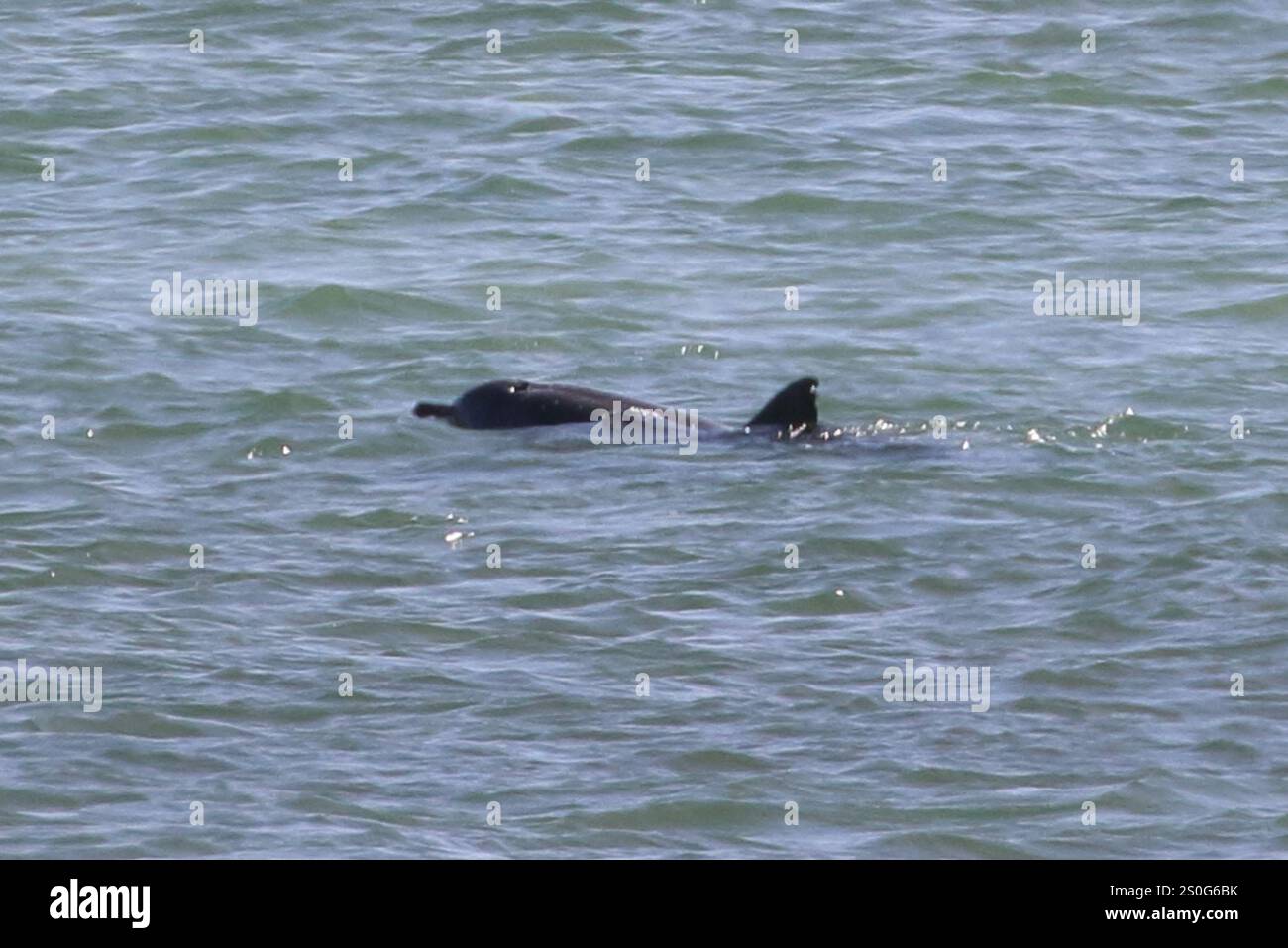 Indo-Pacific Bottlenose Dolphin (Tursiops aduncus Stock Photo - Alamy
