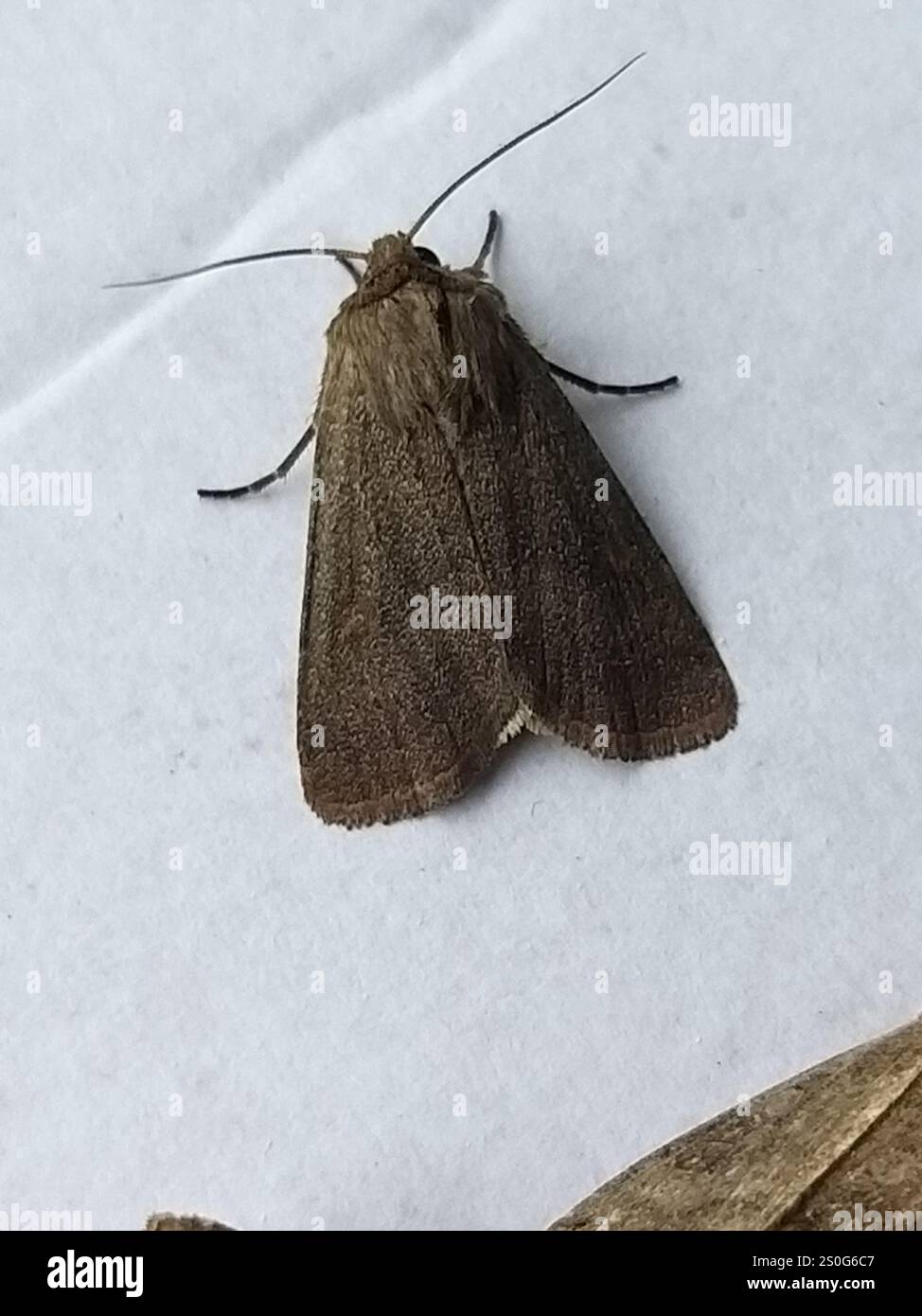 Square-spot Rustic (Xestia xanthographa Stock Photo - Alamy