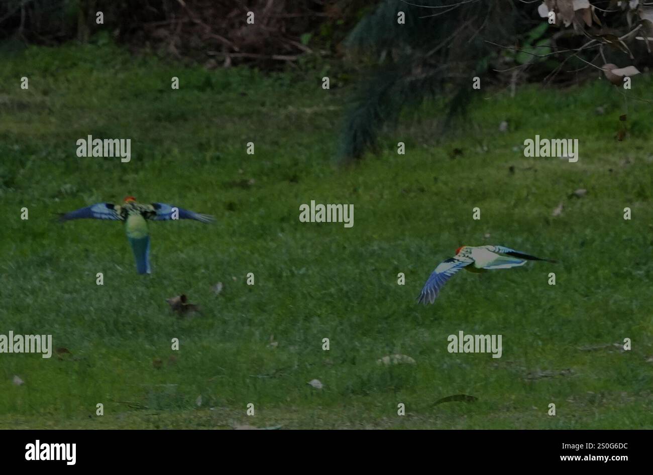 Southeast Eastern Rosella (Platycercus eximius eximius Stock Photo - Alamy