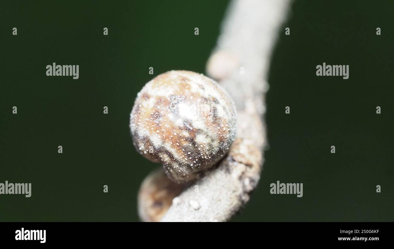 live oak kermes (Allokermes cueroensis Stock Photo - Alamy