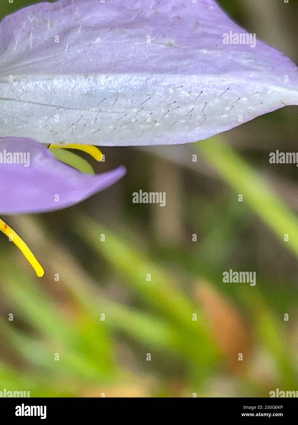 Maid Marian (Rhexia nashii Stock Photo - Alamy