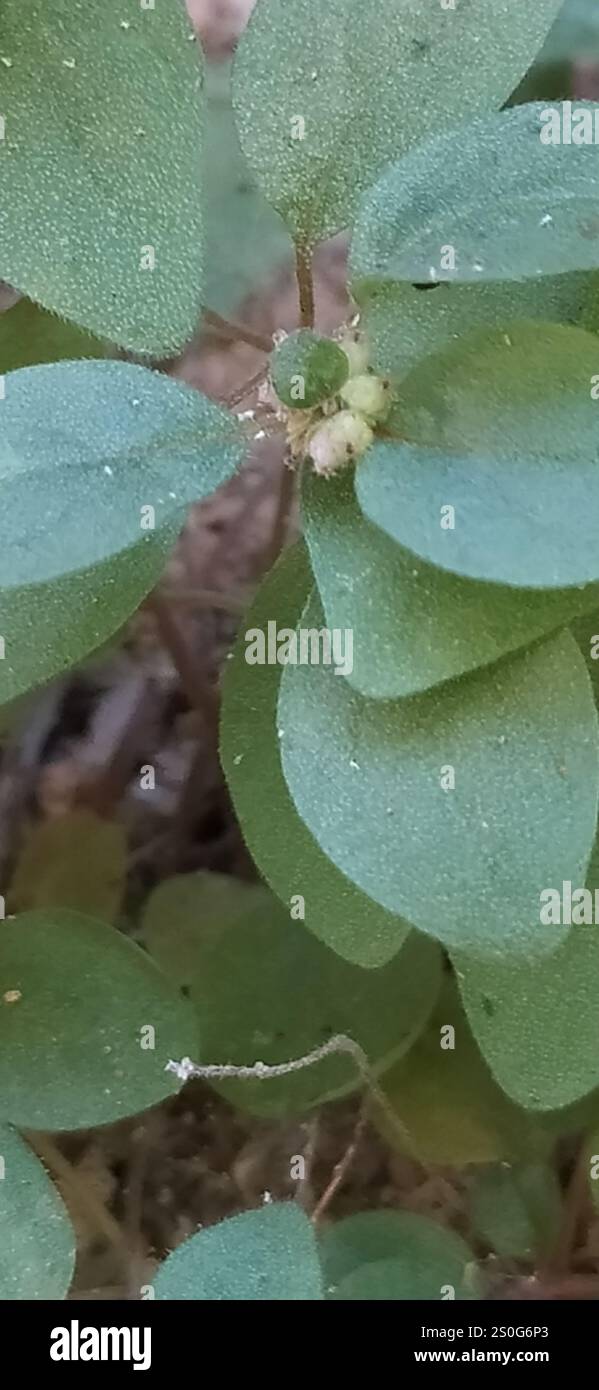 Mediterranean Pellitory-of-the-wall (Parietaria lusitanica chersonensis ...