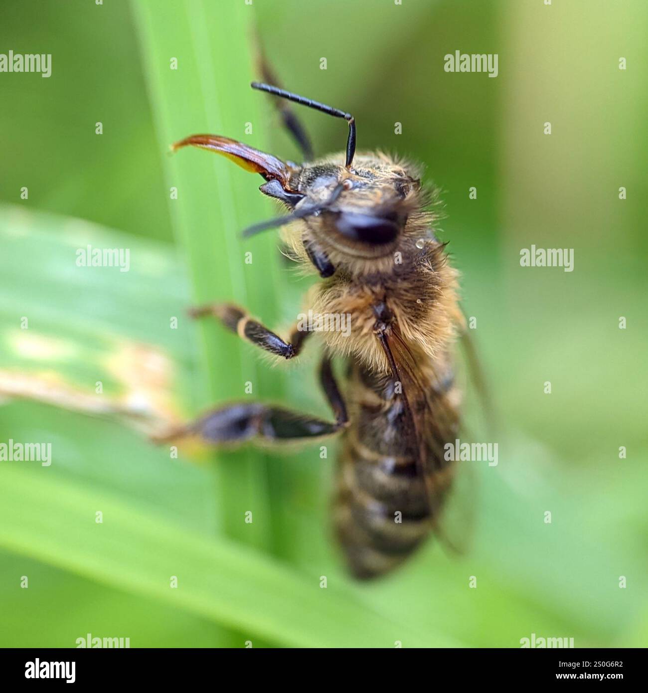 Western Honey Bee (Apis mellifera Stock Photo - Alamy