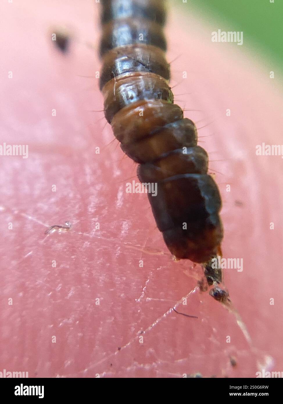Water, Rove, Scarab, Long-horned, Leaf, and Snout Beetles (Polyphaga ...