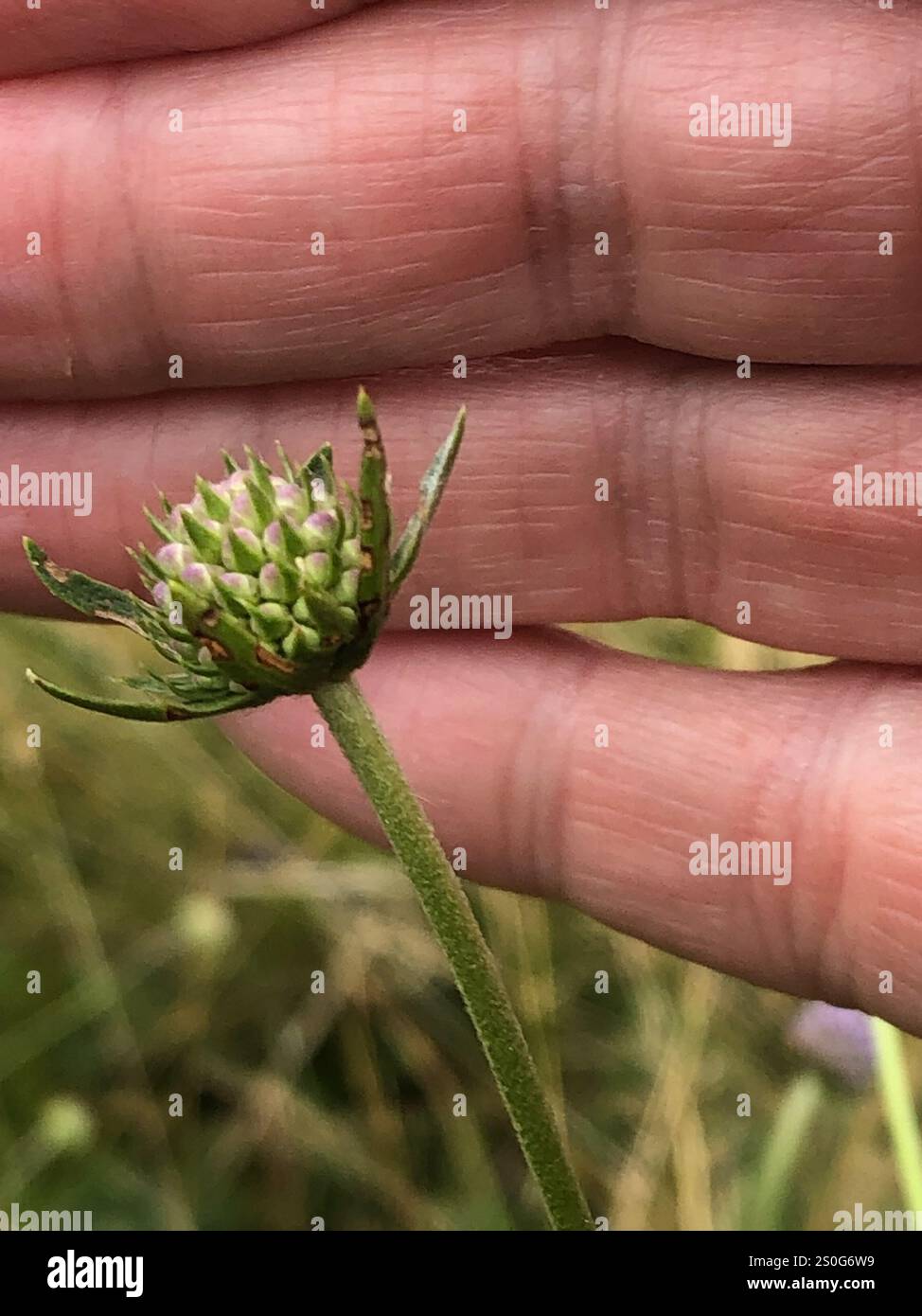 Devil's-bit Scabious (Succisa pratensis Stock Photo - Alamy