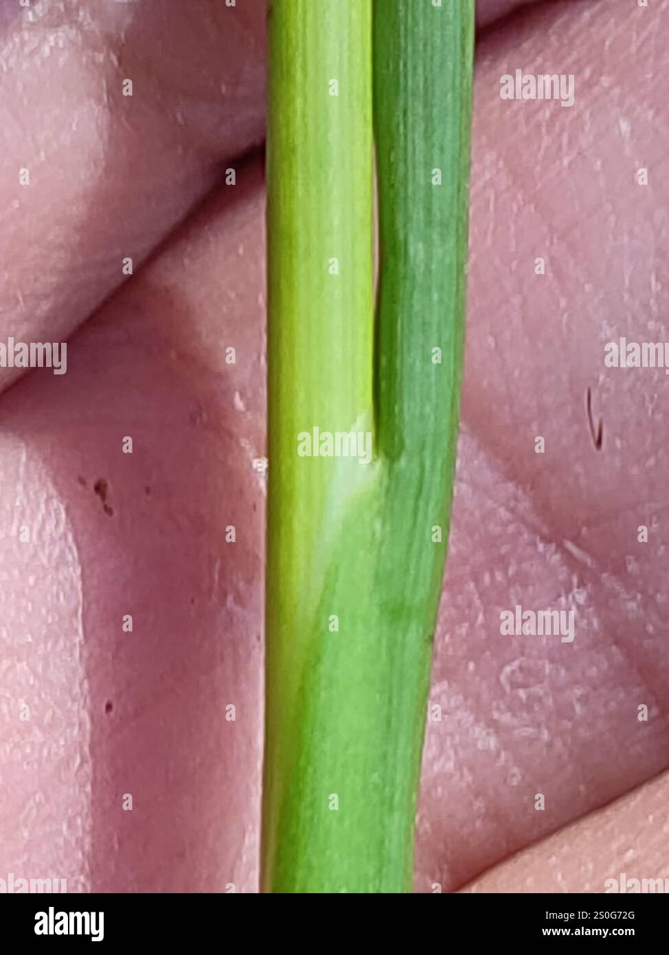 Jointed rush (Juncus articulatus Stock Photo - Alamy