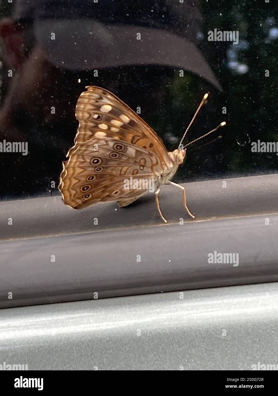 Hackberry Emperor (Asterocampa celtis Stock Photo - Alamy