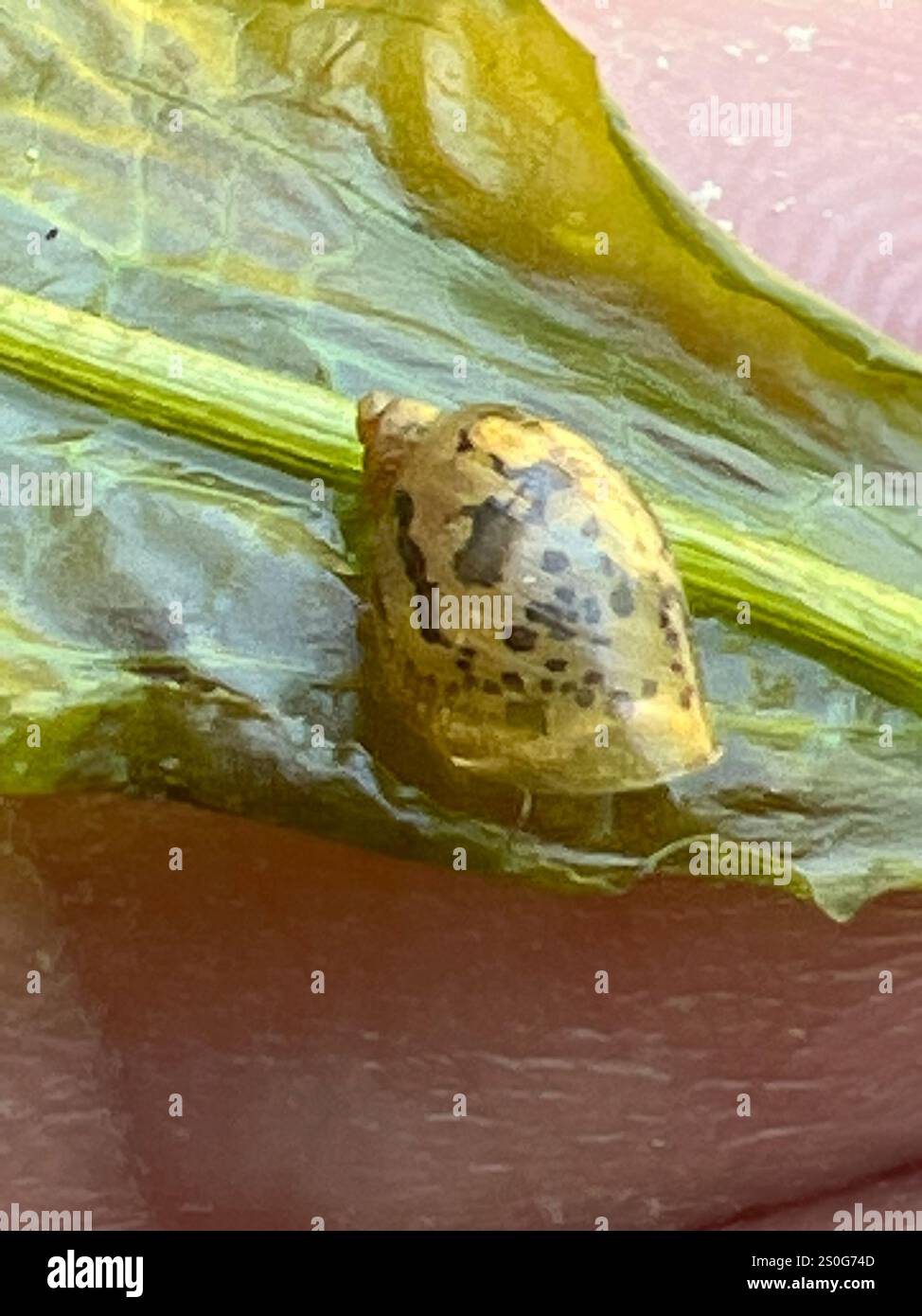 Pond Snails, Bladder Snails, and Allies (Lymnaeoidea Stock Photo - Alamy